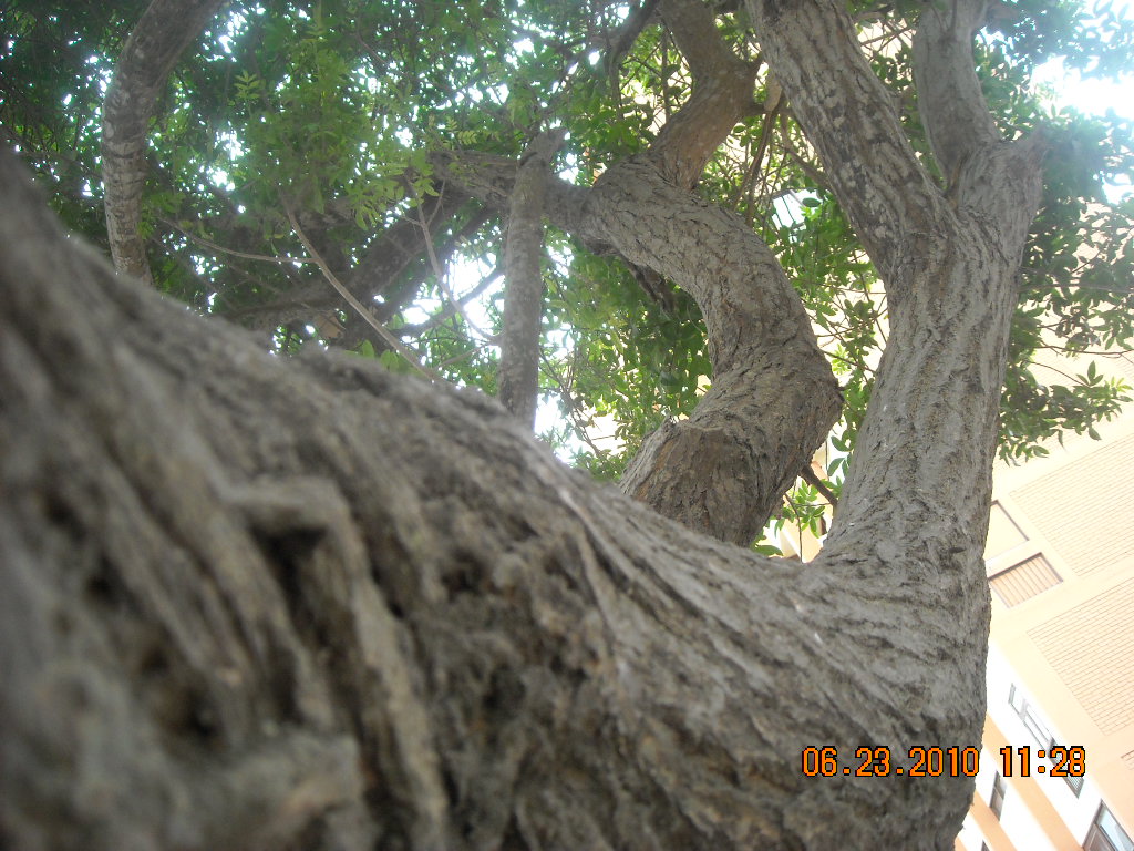 Radiografiando - Fuero Interno