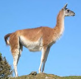 Pueblo Aborigen:: Cultura de los Onas