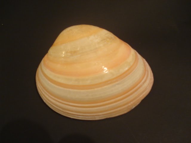 La isla seashell: Concha Grande