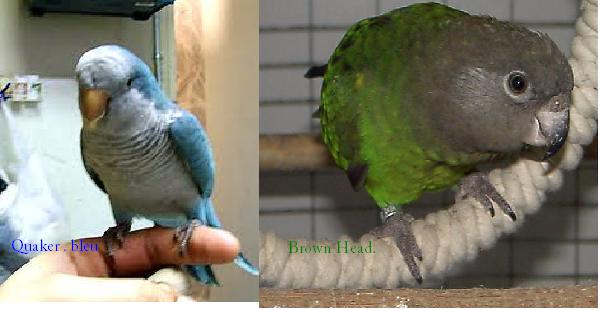 Reptils et Perroquets: Quaker et le perroquet a tête brune