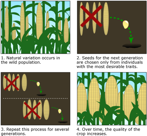Nikki Hui's BioBlog: Is Artificial Selection Good or Bad?