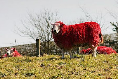 Too Hot Pics: Red Sheep of Scotland