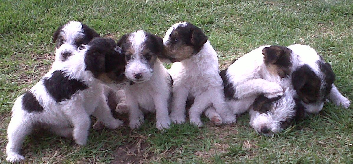Perros Fox Terrier