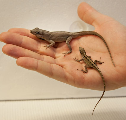 A JAMAICAN PRINCESS: WHO'S AFRAID OF THE 2" POLLY LIZARD?