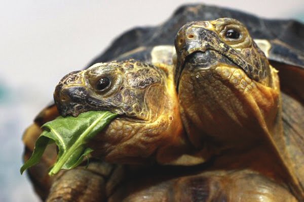 Harlequin Movement: Polycephaly