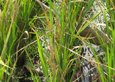 Gardening in Central Florida: Rice in Florida