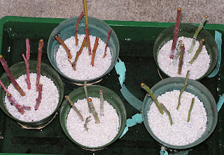 Gardening in Central Florida: Free blueberry cuttings!