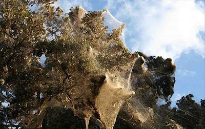 FUNNET2U - WELCOME TO FUNNET2U: World's biggest Spider Web found in Texas