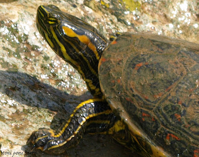 -MENORCA-: Tortuga de Florida.