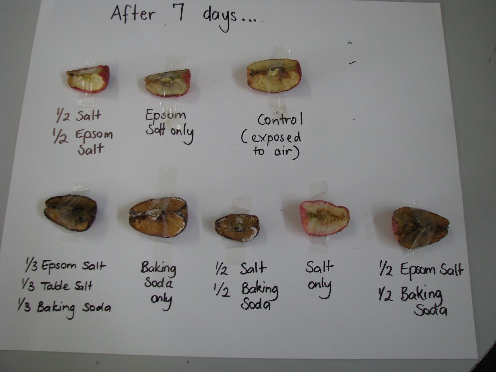 Room 7 @Muritai School: Mummified Apples- after 7 days.