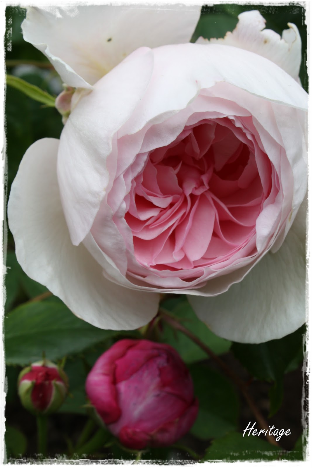 Parkvegens Hageglede: Rosene i Parkvegen