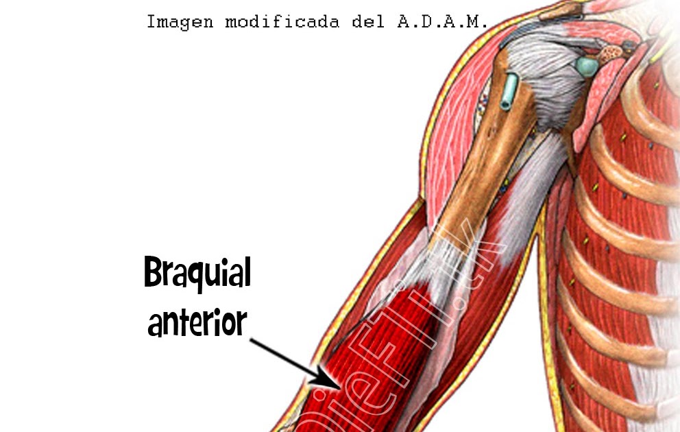 DieFTi - Tu guía de entrenamiento.: Bíceps
