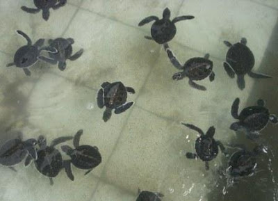 Bayi Penyu Di Pulau Kerabak. - KOTA PAINAN