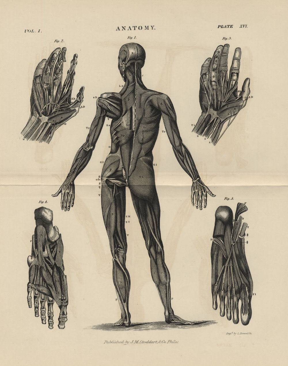 Figure Drawing: How to Draw the Muscles of the Human Body - Old Anatomy ...