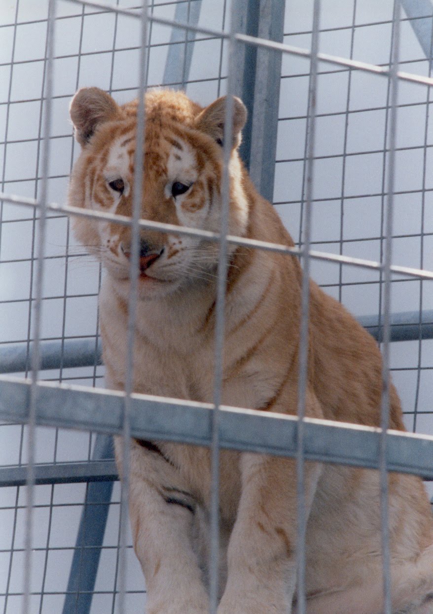 A friend of the Circus: Mary Chipperfields Tigers, Superdome Circus ...