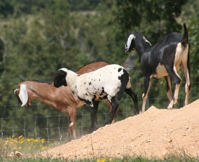 The Mopple Chronicles: Mopple has a milk goiter