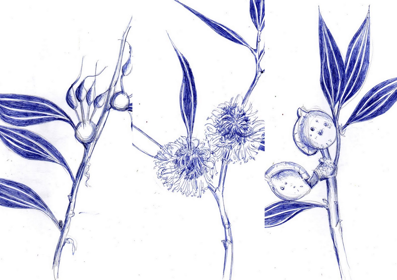 Geelong Visual Diary: Gum leaves, gum flowers, wattle