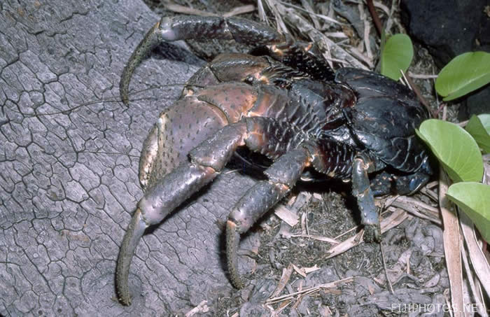 Babasiga: Cikobia Islanders in Labasa
