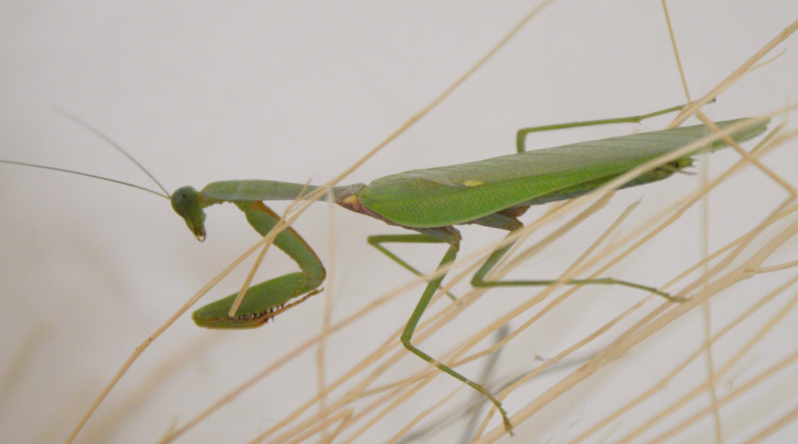 Mentadak oh Mentadak - TERATAK MUTIARA KASIH