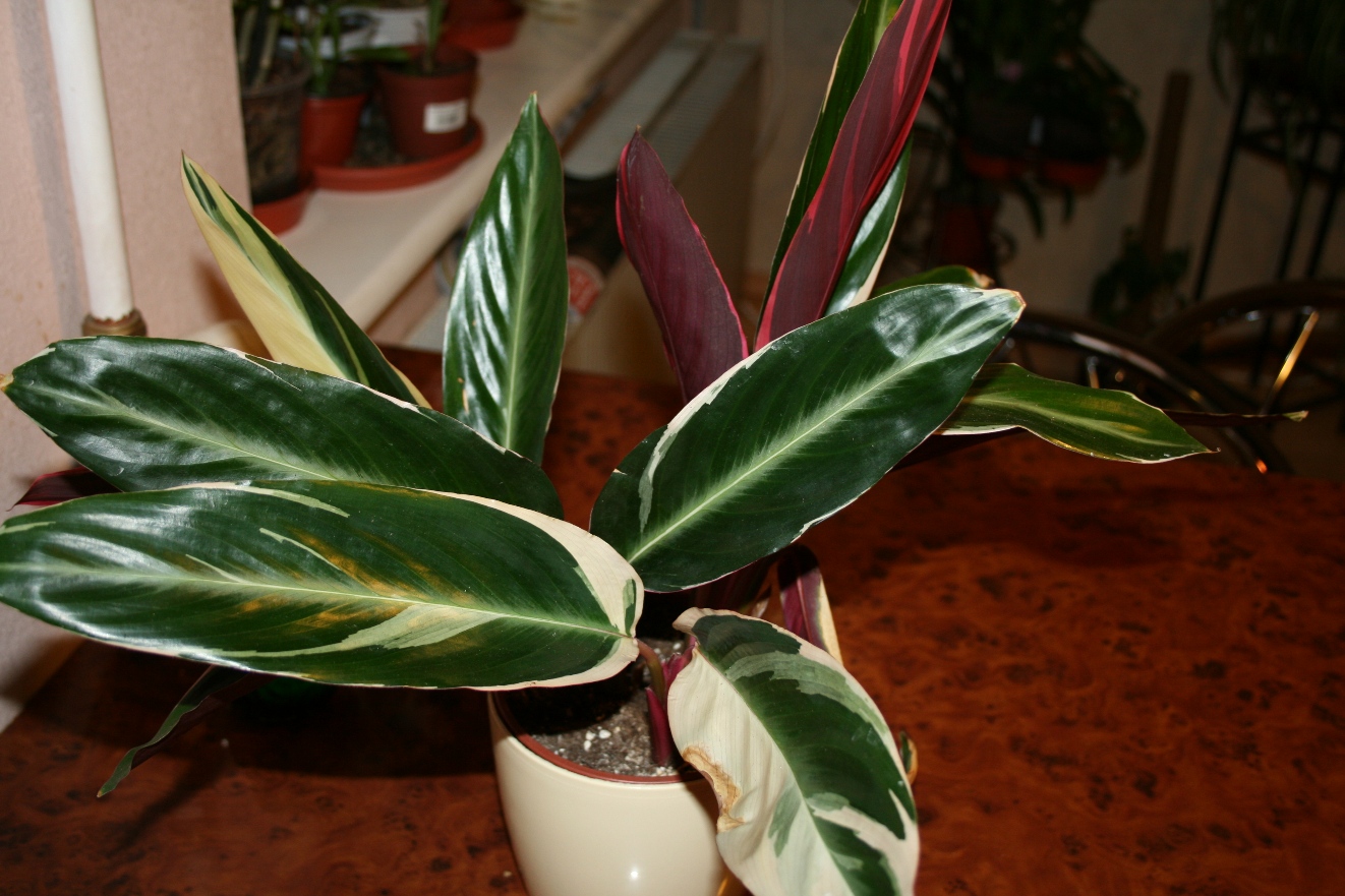 minu tegemised aias: 20. november