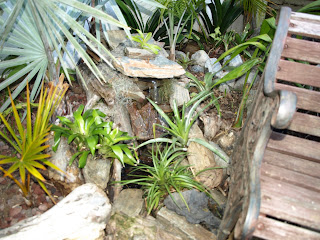 Anthony Petrarca's Hot Tropics