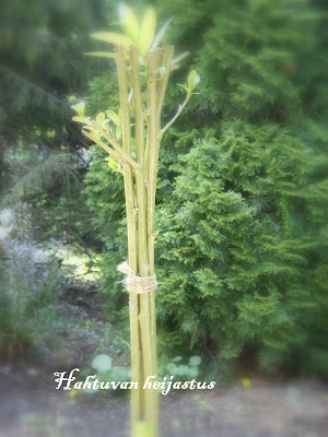 Hahtuvan heijastus: Yksinkertaisia ruukkupajuja