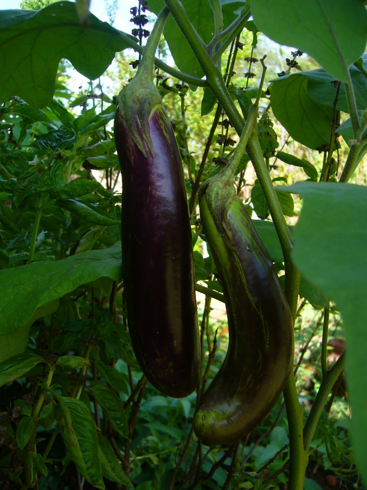 THE LITTLE JADE PLOT: Terung Panjang