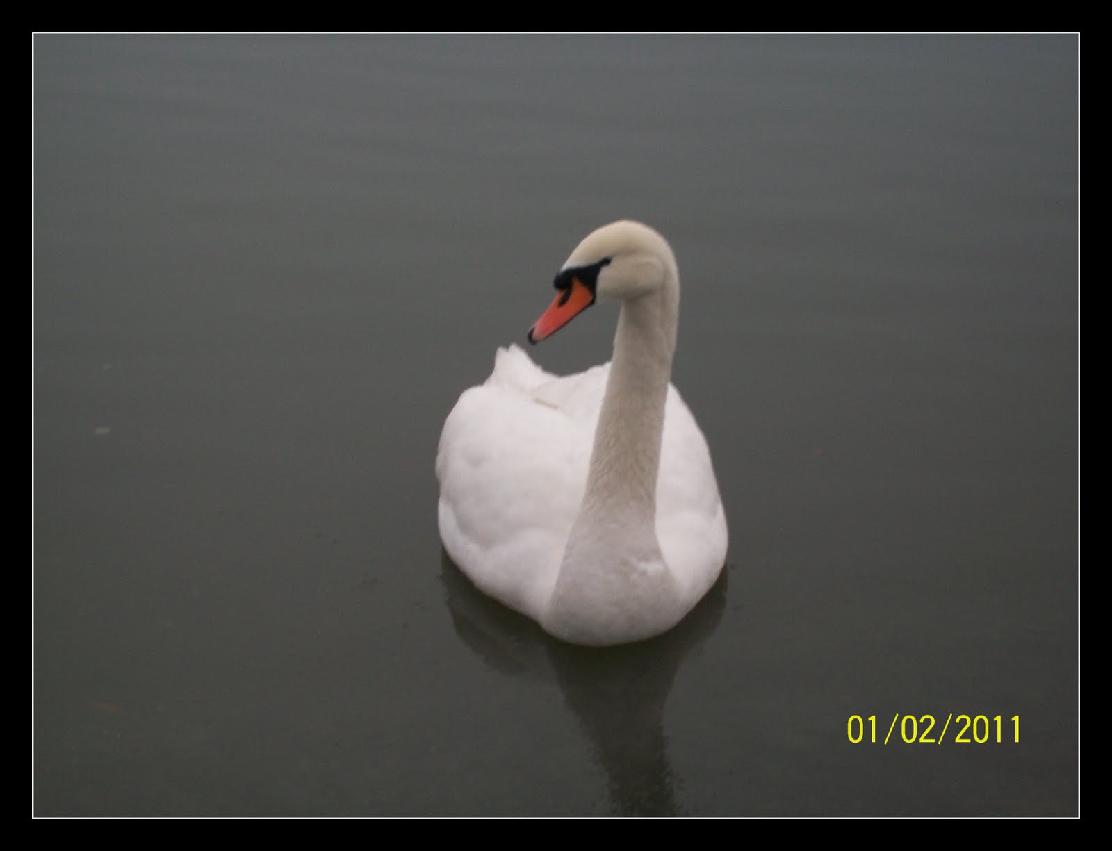 ružičasti dupin: BIJELI LABUD