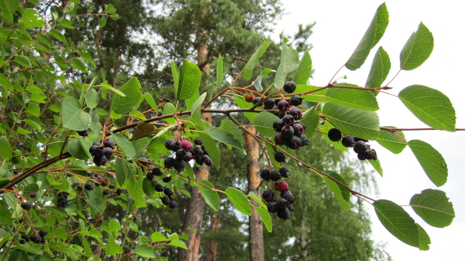 Mereäärsed õied (2) viljad :D