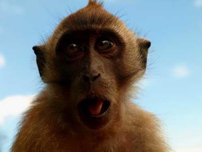 Putovanja unutar i van realnosti: Plaže i majmuni!