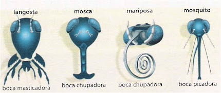 Ciencias Naturales Sexto: Para resolver y enviar
