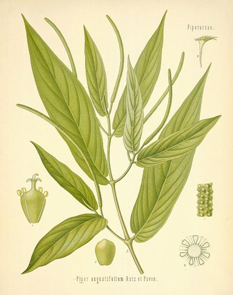 Propiedades del Matico