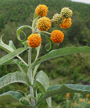 Propiedades del Matico