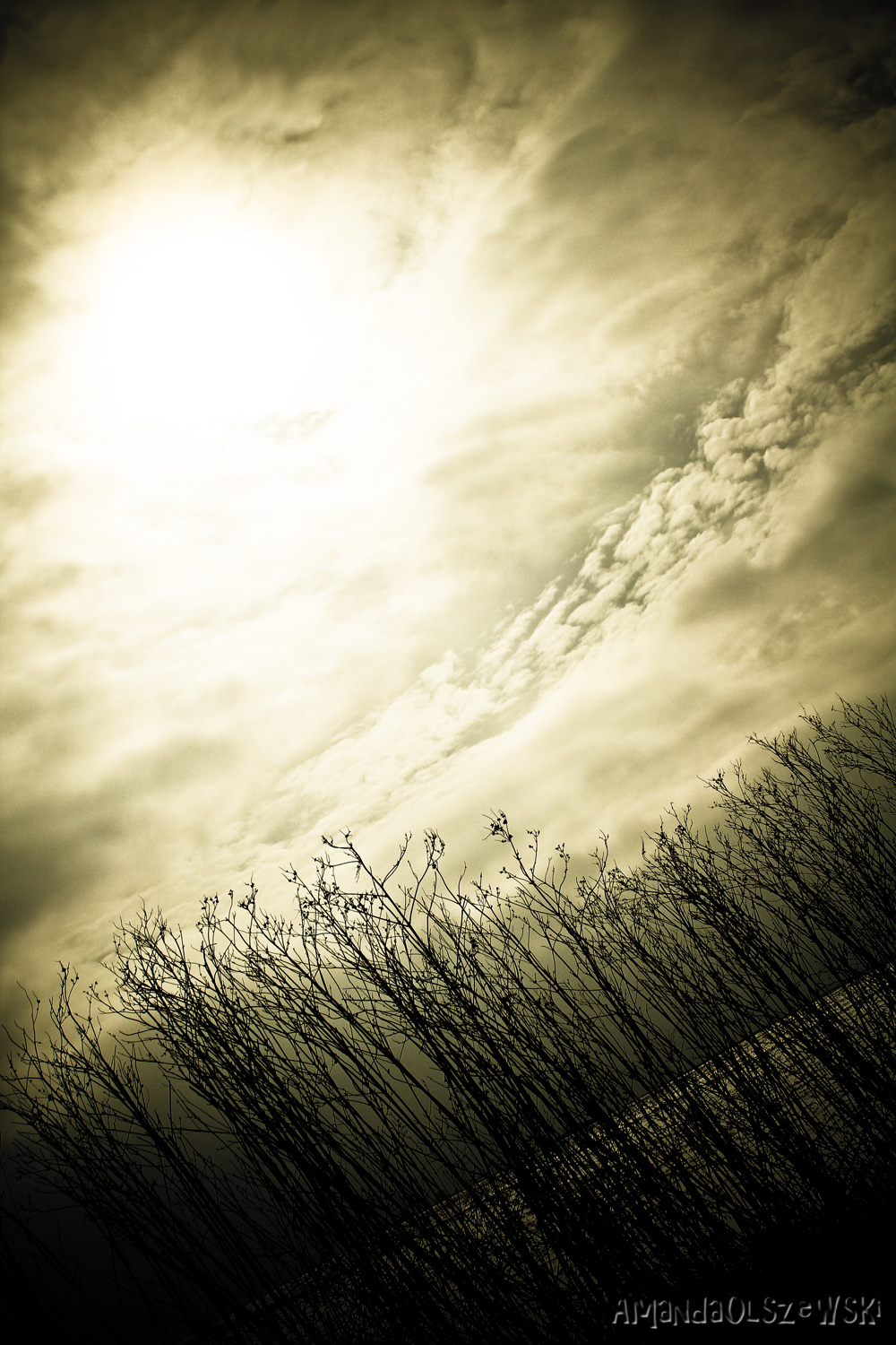 Amanda Olszewski ::: Photography Enthusiast