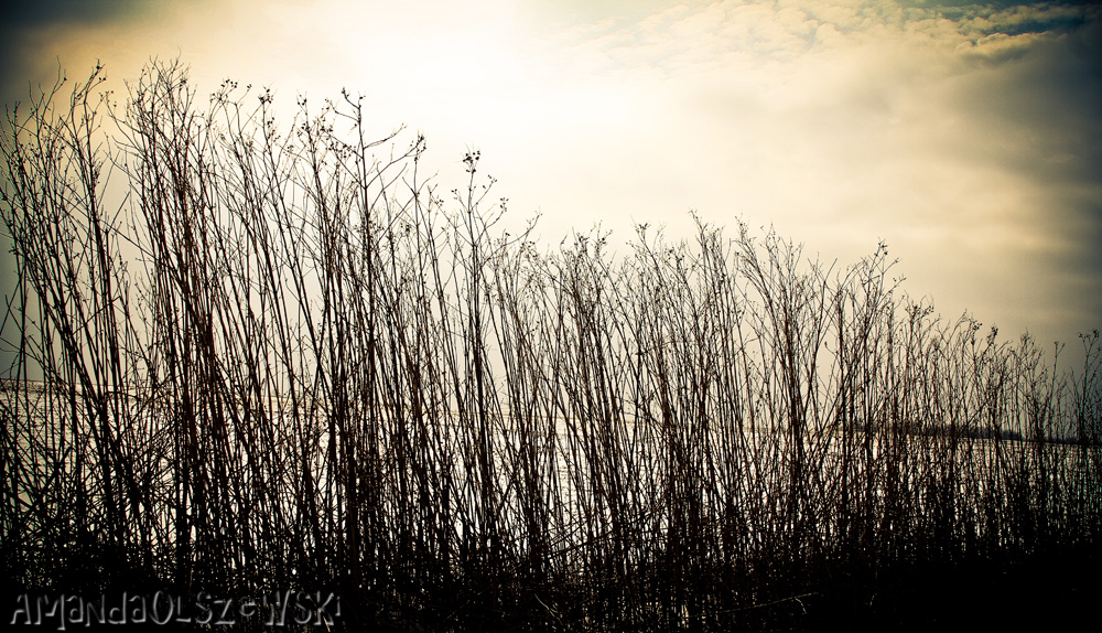 Amanda Olszewski ::: Photography Enthusiast