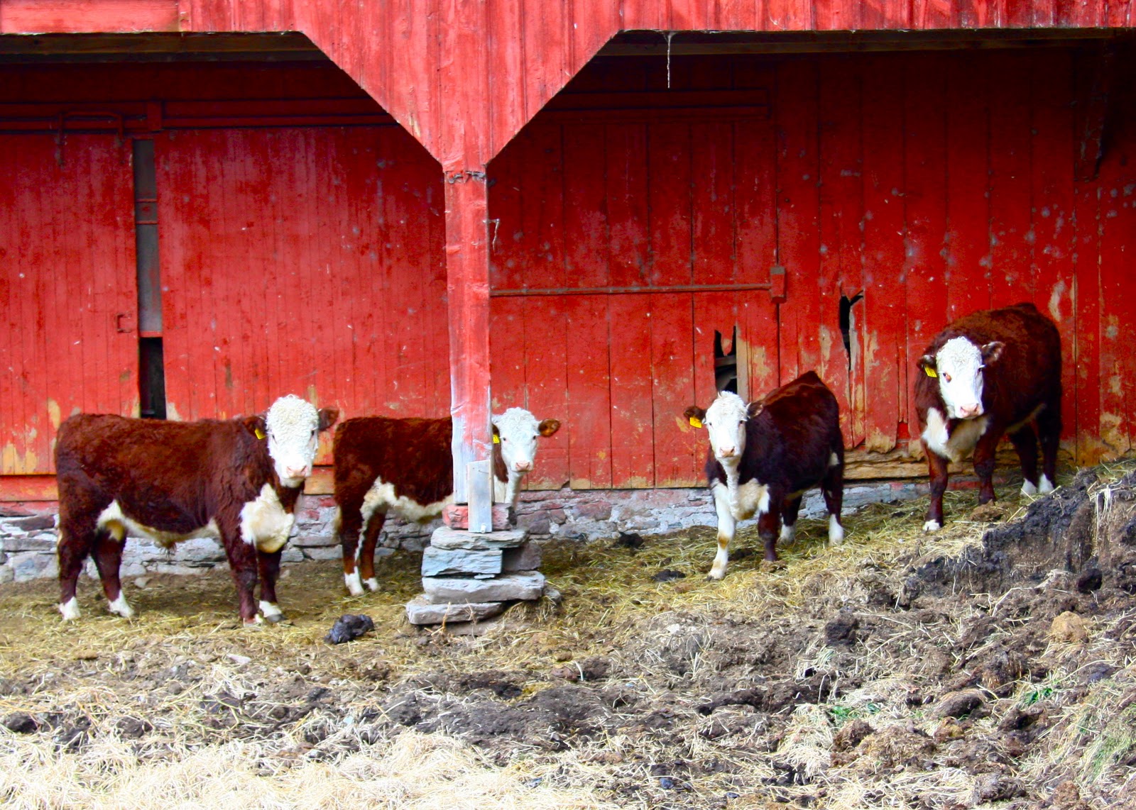 Green Monkey Tales: Magic in the Barn