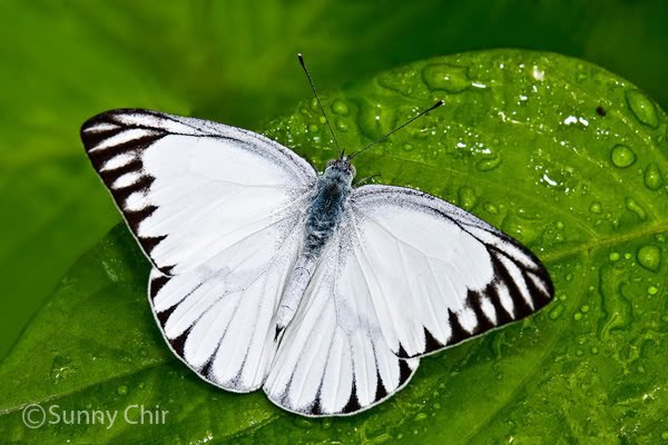 Butterflies of Singapore: Life History of the Striped Albatross