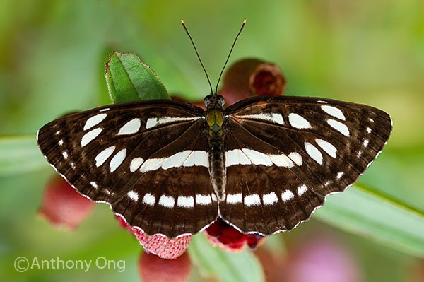 Butterflies of Singapore: Life History of the Common Sailor