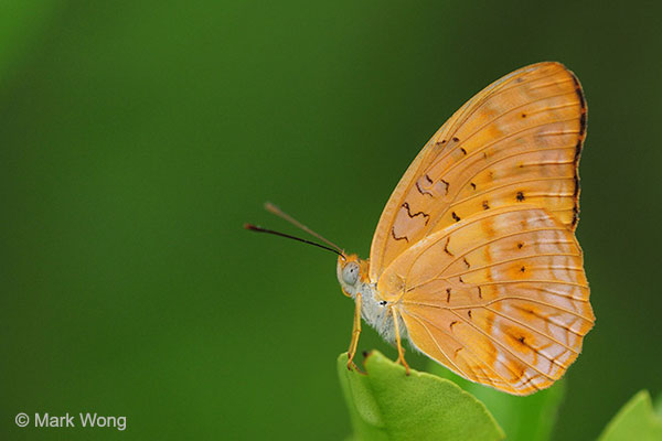 Butterflies of Singapore: Life History of the Leopard