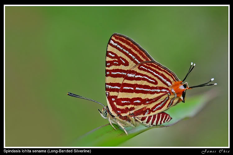 Butterflies of Singapore: The Life History of the Long Banded Silverline