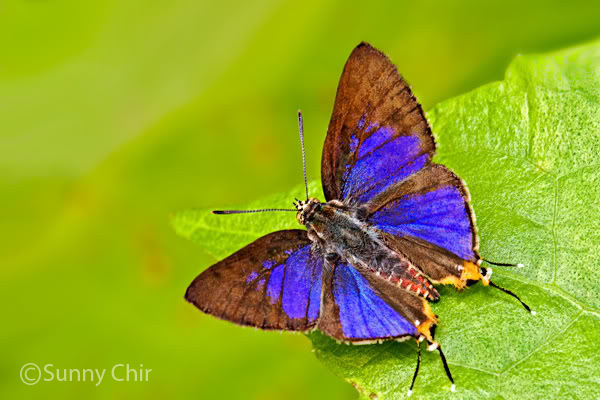 Butterflies of Singapore: The Life History of the Long Banded Silverline