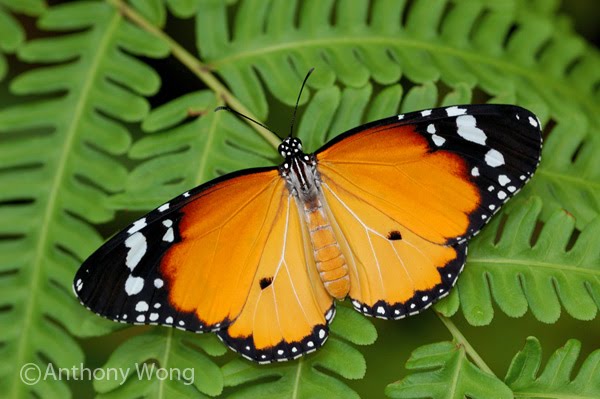 Butterflies of Singapore: Life History of the Plain Tiger