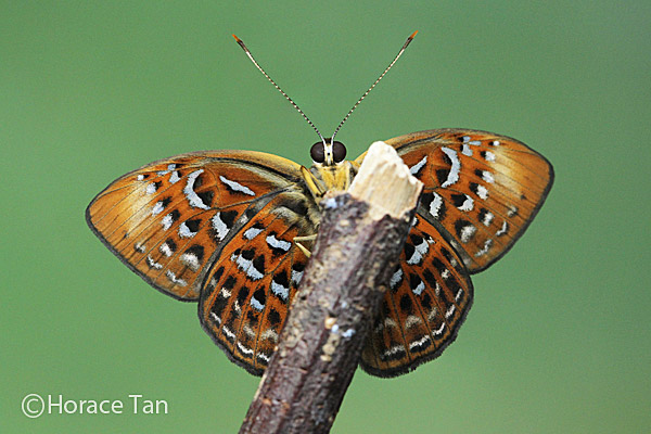 Butterflies of Singapore: Life History of the Harlequin