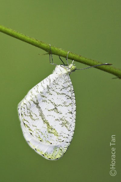Butterflies of Singapore: Life History of the Psyche