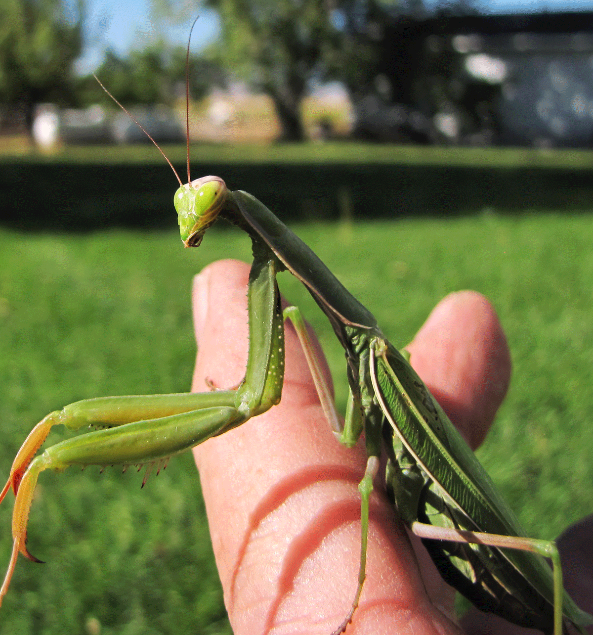 Praying Mantis Good Or Bad