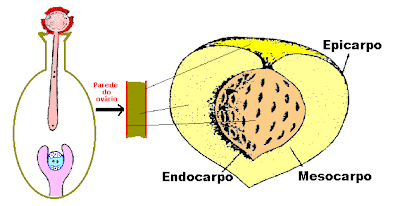 e- portfolio: Reprodução sexuada nas plantas