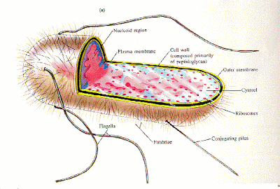 e- portfolio: Dos seres Procariontes aos seres Eucariontes