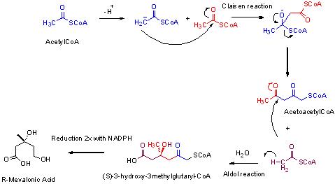 Mevalonic acid - Alchetron, The Free Social Encyclopedia