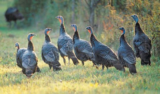 The Ping Chronicles: Jane Savoie and the Fear of Wild Turkeys