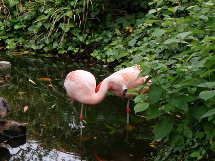Kensington roof gardens - cia gyvena flamingai
